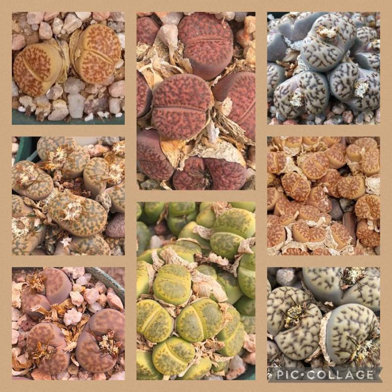 Lithops seed | Discover Rare Succulent Plants at Vivian Lithops Garden